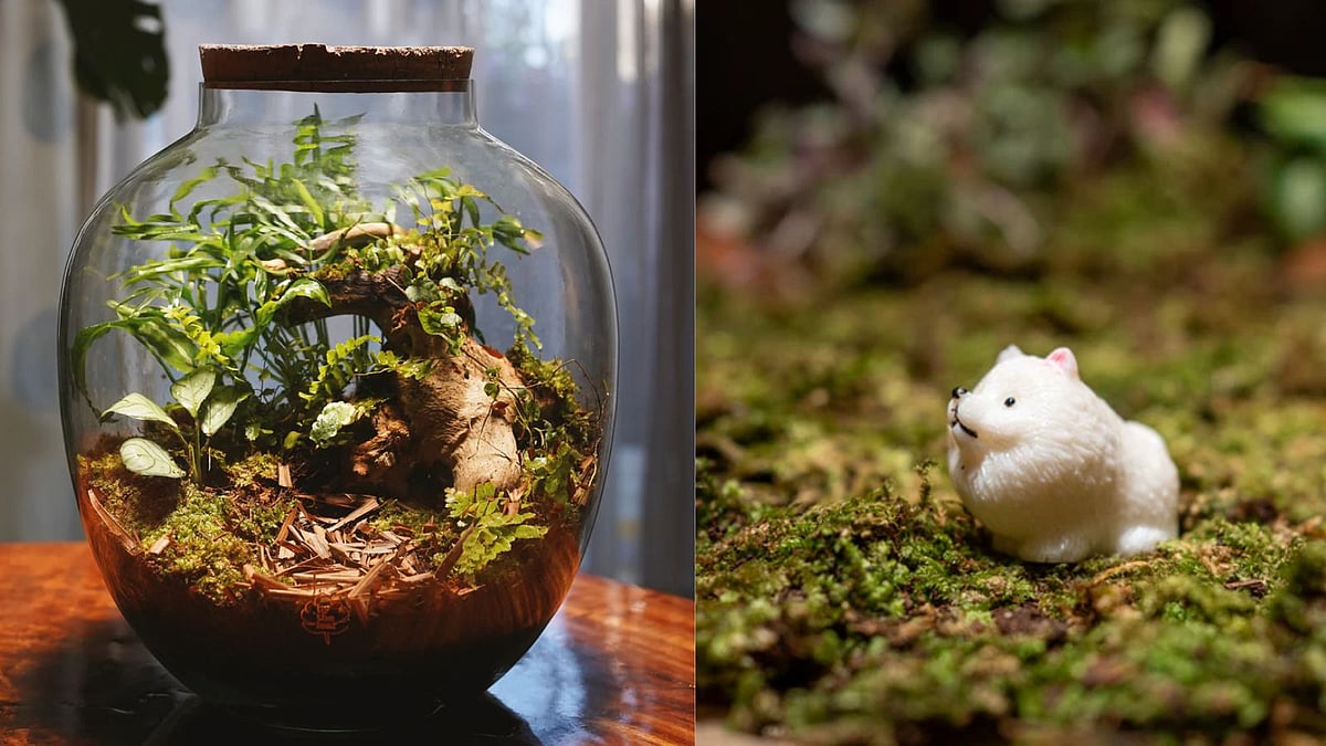Build Your Own Tiny World: ByTheLeaf Designs Miniature Ecosystems For ...
