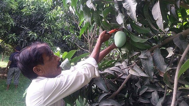 Haramzada, Gadha & Langra — 9 Rare Types of Mangoes In India ...