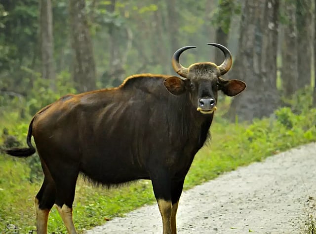 A Homegrown Travel Guide To Odisha: Tours, Hotels, Food & More ...