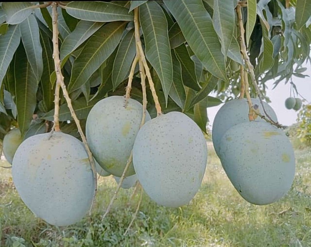 Haramzada, Gadha & Langra — 9 Rare Types of Mangoes In India ...