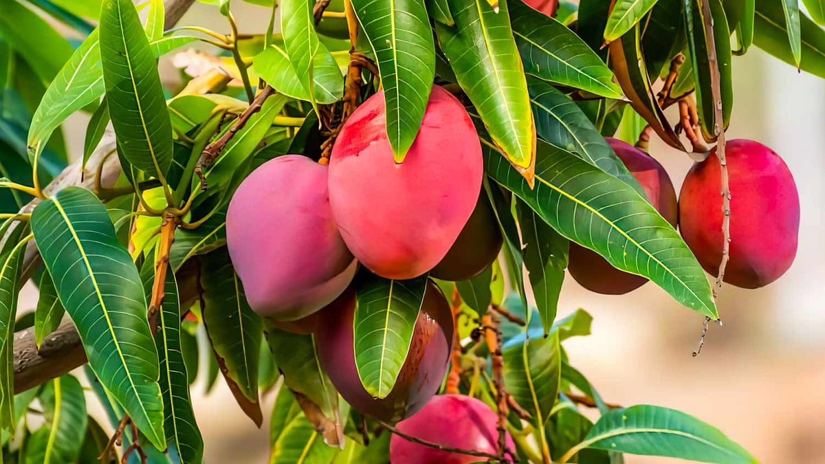 Haramzada, Gadha & Langra — 9 Rare Types of Mangoes In India ...