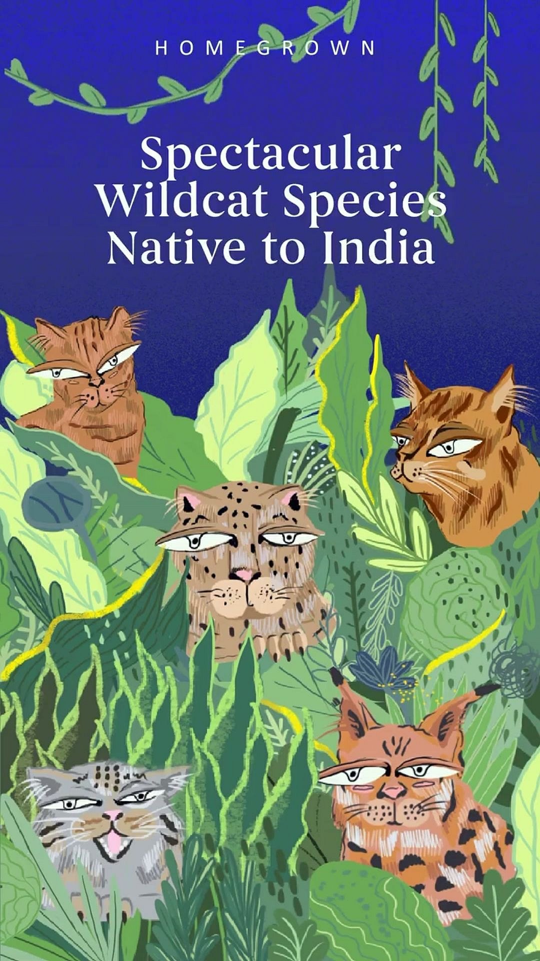 From The Snow Leopard To 10 Incredible Indian Wildcat Species & Where ...