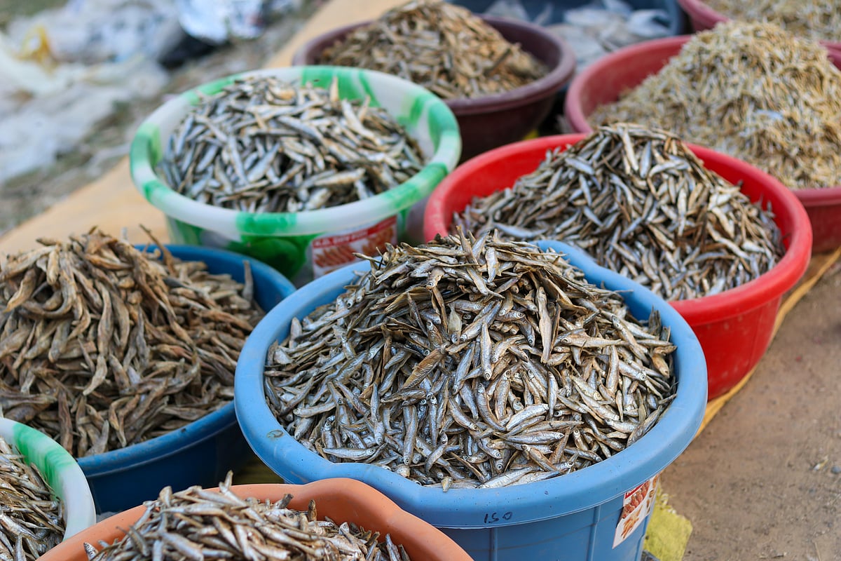 Shutki Maachh: Bengal's Love-Hate Relationship With The Acquired Taste ...