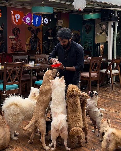 5 Places Across India to Destress with Dogs and Cats Without Owning One