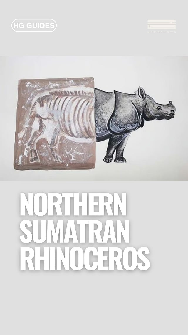 A Homegrown Guide To 8 Extinct Indian Animals| Homegrown