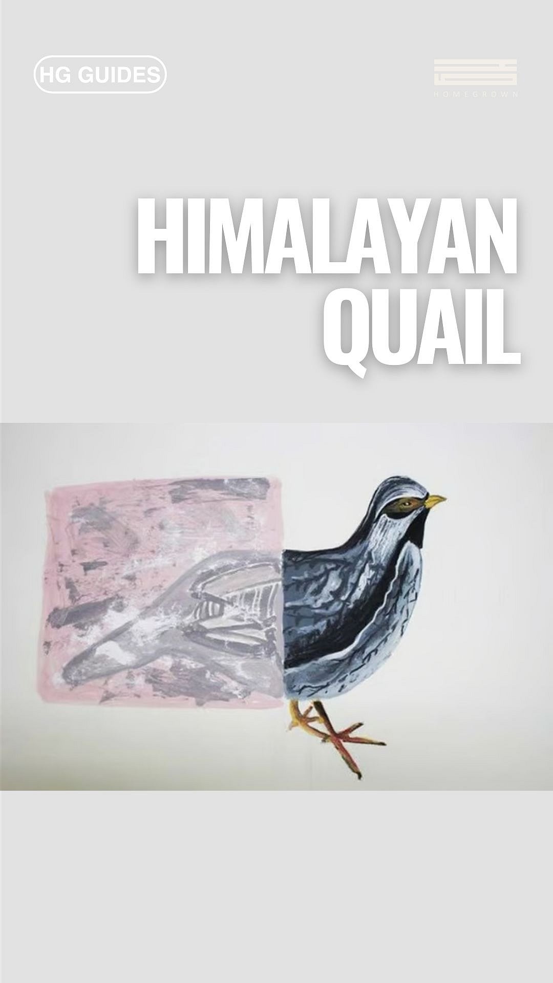 A Homegrown Guide To 8 Extinct Indian Animals| Homegrown