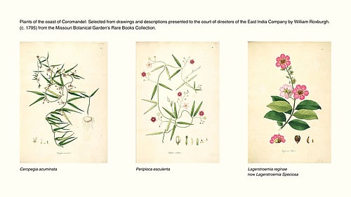 From Mughal Miniatures To Digital Illustrations: The Living Legacy Of ...