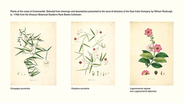 From Mughal Miniatures To Digital Illustrations: The Living Legacy Of ...