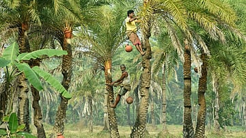 Nolen Gur Or Seasonal Date Palm Jaggery Is A Bengali Winter Delicacy ...