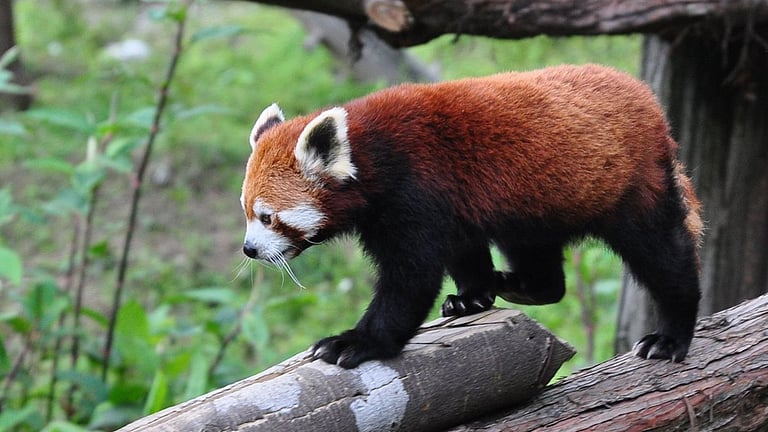 The Red Panda Conservation Breeding And Augmentation Programme Of ...