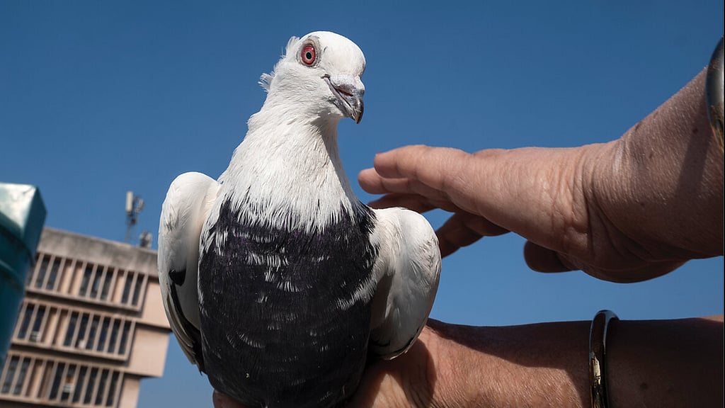 Kabootarbazi Is How The Mughal Art Of Pigeon Keeping Lives On In Old Delhi