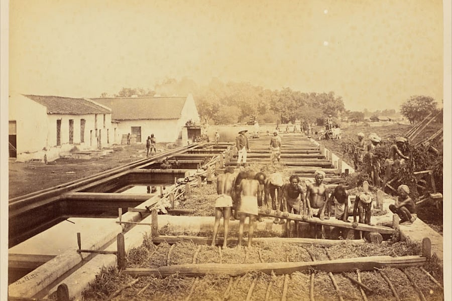 The Indigo Revolt Is Why The Plights Of Bengal’s Colonial-Era Farmers ...