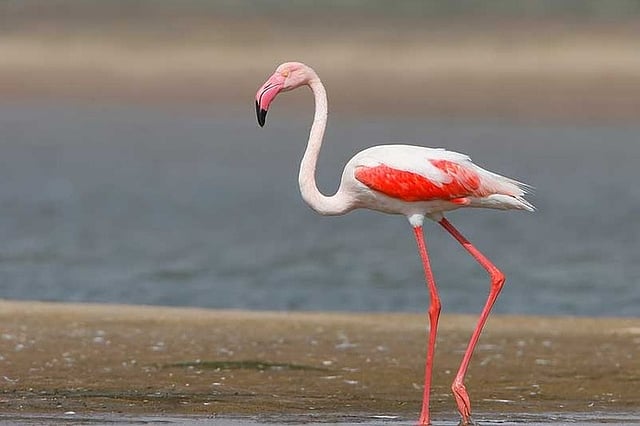 14 Fantastic Migratory Birds & Where To Find Them | Homegrown India