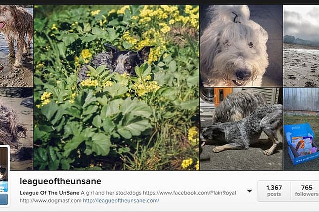 Dog Days Are Over: 20 Instagram Accounts of Our Favourite Furry Friends