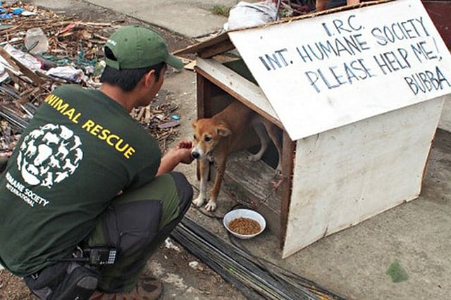 Nepal Relief Efforts: Here's How You Can Help Distressed Animals In The ...