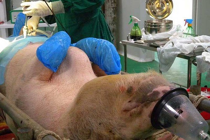 Is China's New Cloning Factory More Cow-Crazy Than India?
