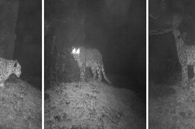 First Ever Photographs Of Snow Leopards In Sikkim Captured By WWF India ...