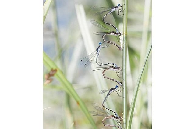 How One Astronomer Found Dwarf Galaxies By Observing Dragonflies