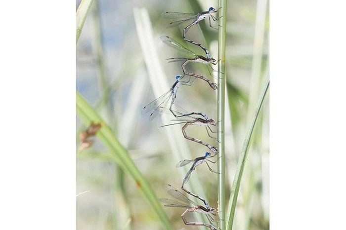 How One Astronomer Found Dwarf Galaxies By Observing Dragonflies