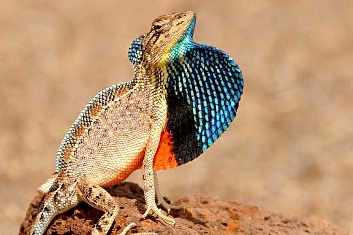 A New Lizard Species Has Been Discovered In Mumbai After 130 Years ...