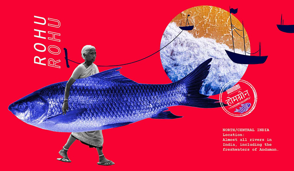 9 Fishes You Can Find In The Indian Ecosystem | Homegrown