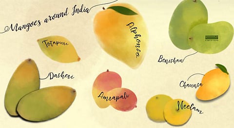 Haramzada, Gadha & Langra — 9 Rare Types of Mangoes In India ...