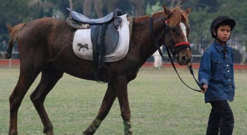 Manipur Clears A Policy To Save Their Endangered Indigenous Pony