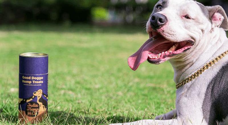 Hemp For Dogs: 4 Homegrown Brands Making Treats For Your Pets