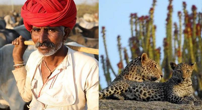 Indian Village Bera, Leopard Country In Rajasthan Where Man & Leopard ...