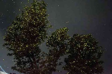 The fireflies of Maharashtra and where you can firefly walks during the ...