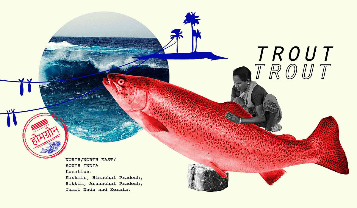 9 Fishes You Can Find In The Indian Ecosystem | Homegrown