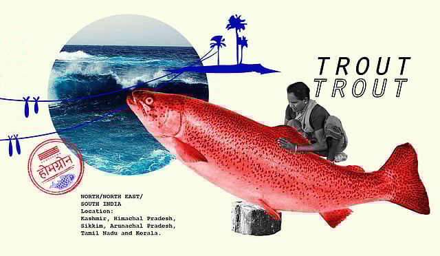 9 Fishes You Can Find In The Indian Ecosystem | Homegrown