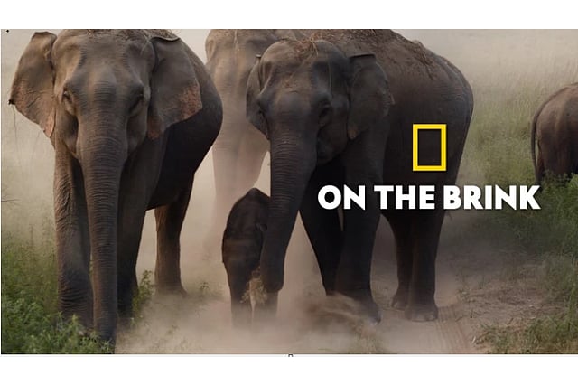 The Natural World In Motion: Homegrown Wildlife Documentaries On Our Radar