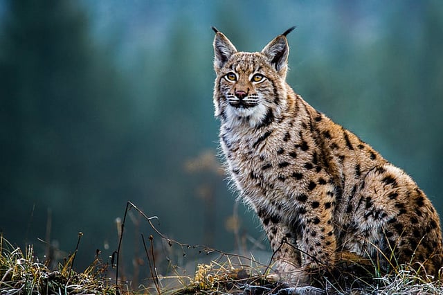 10 Spectacular Wildcat Species Native To India | Homegrown India