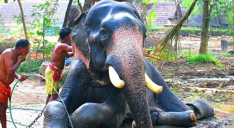 Watch: Deep Inside Kerala, There's A Monsoon Spa For Elephants