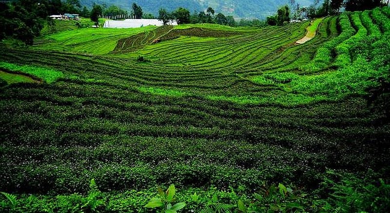 Sikkim Officially Becomes India's First Fully Organic State Today ...