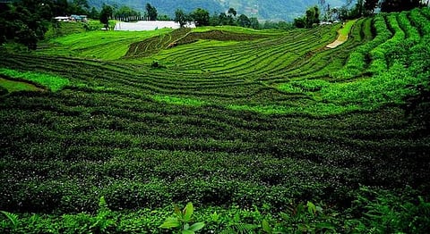 Sikkim Officially Becomes India's First Fully Organic State Today ...