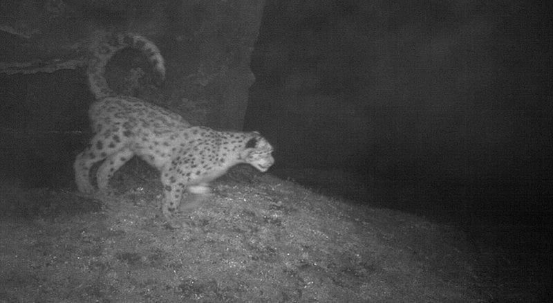 First Ever Photographs Of Snow Leopards In Sikkim Captured By WWF India ...