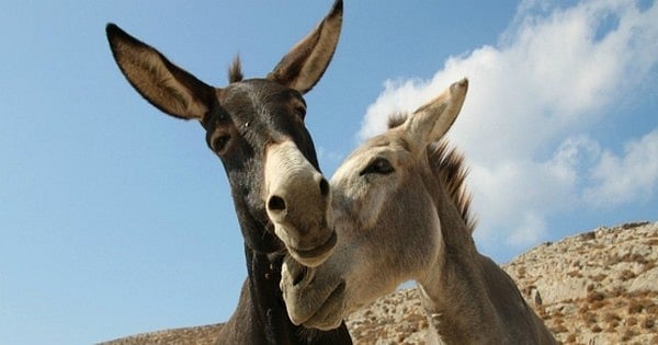This Shelter Is Saving India's Abused Donkeys; Here's How You Can Help