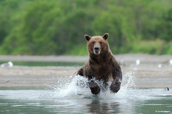 These 8 Incredible Wildlife Photographers Are Some Of India's Best ...