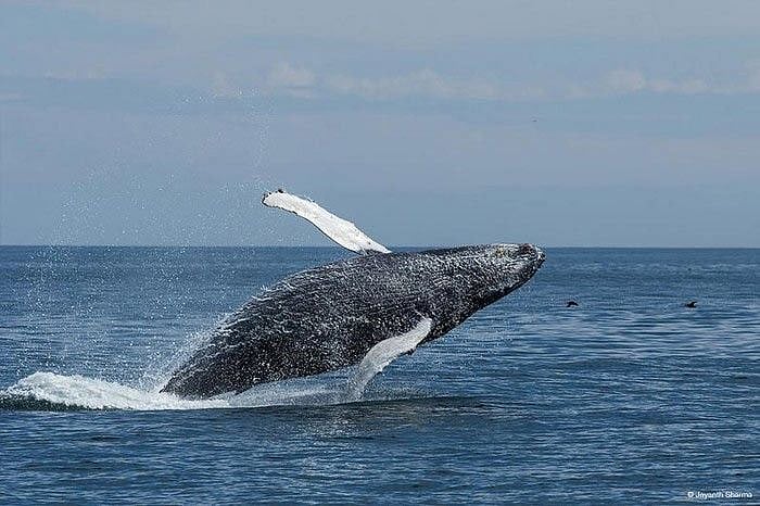 These 8 Incredible Wildlife Photographers Are Some Of India's Best ...