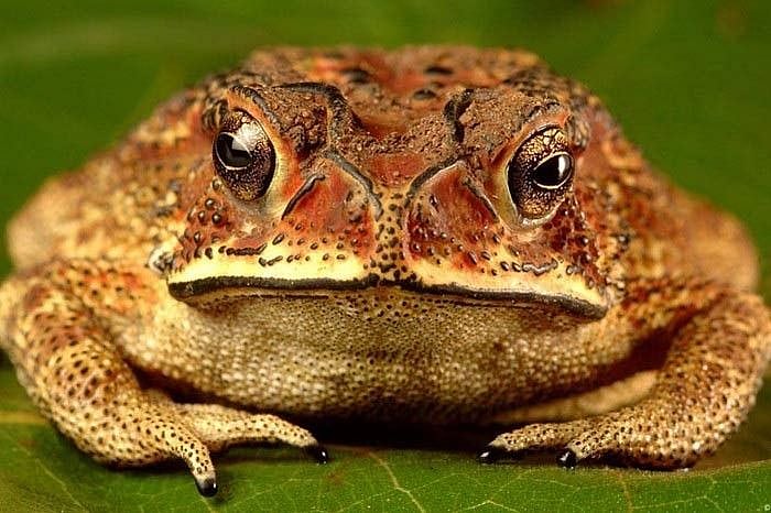 These 8 Incredible Wildlife Photographers Are Some Of India's Best ...