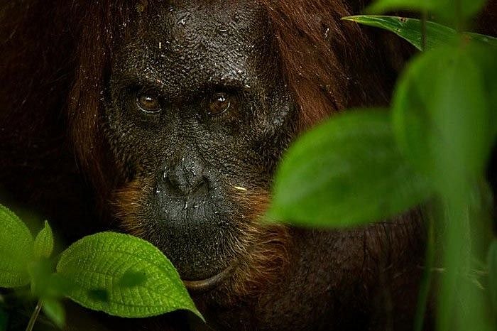 These 8 Incredible Wildlife Photographers Are Some Of India's Best ...