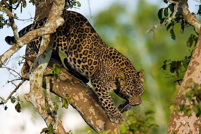 These 8 Incredible Wildlife Photographers Are Some Of India's Best ...