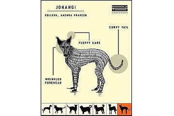 Here Are 12 Dog Breeds In India That Were Unknown To You | Homegrown India