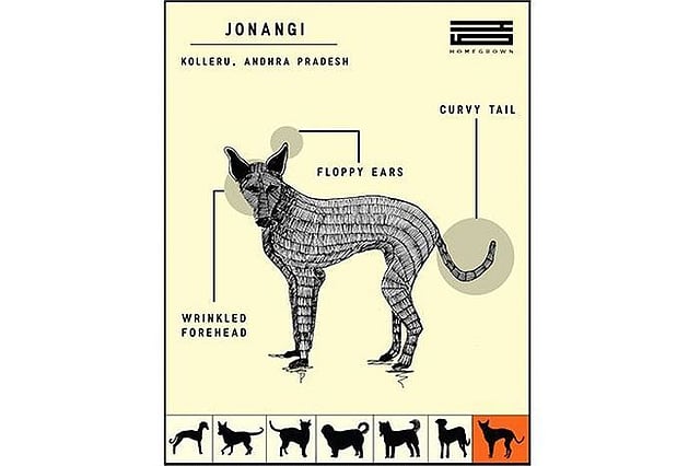 Here Are 12 Dog Breeds In India That Were Unknown To You | Homegrown India