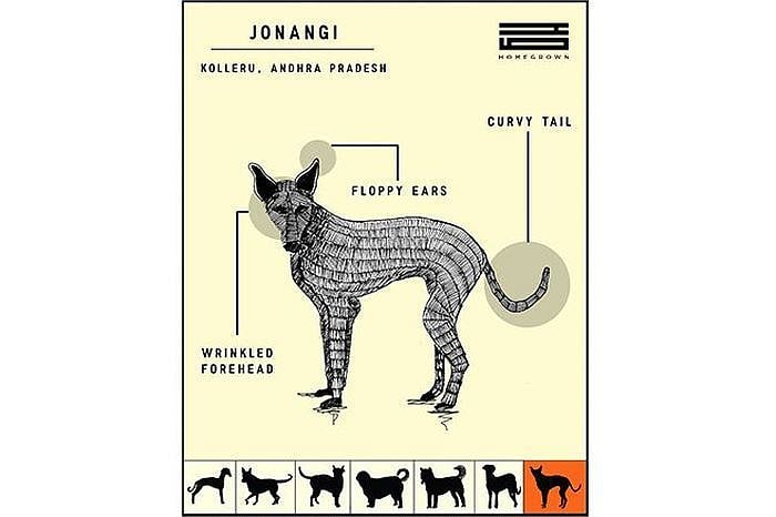 Here Are 12 Dog Breeds In India That Were Unknown To You | Homegrown India