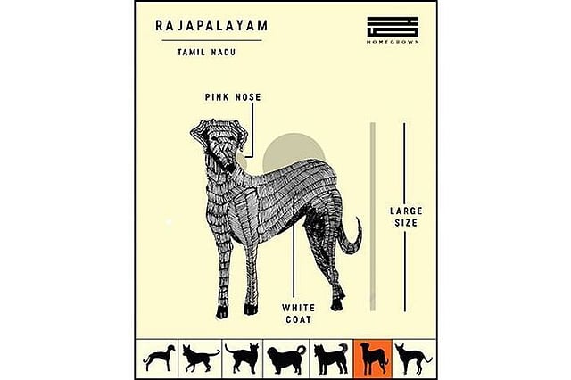 Here Are 12 Dog Breeds In India That Were Unknown To You | Homegrown India