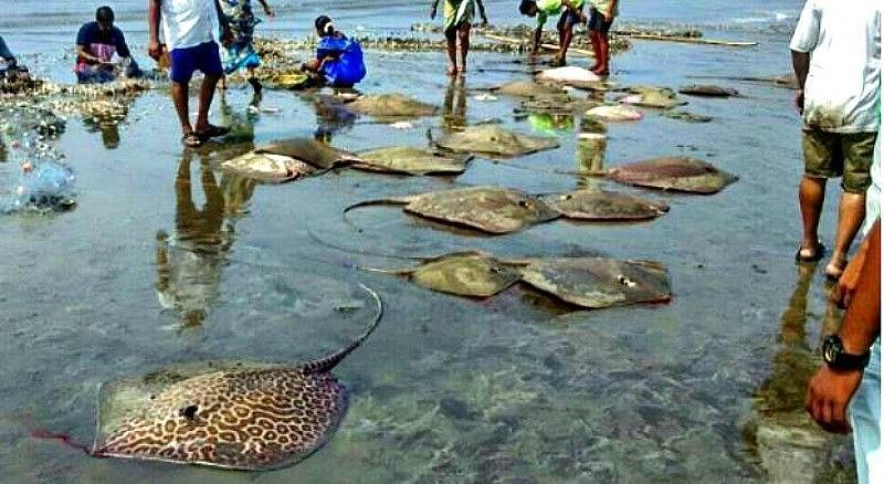 Hundreds Of Stingrays & Other Marine Life Dying Along India's West Coast