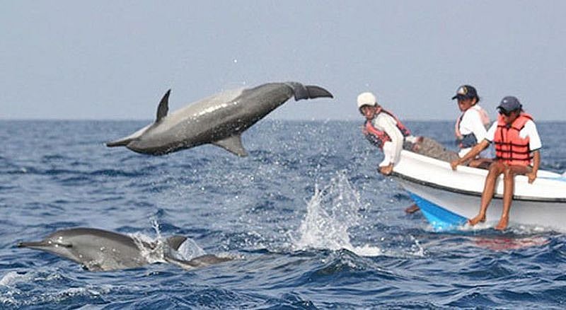 Spot A Dolphin Just 5 Hours Away From Mumbai